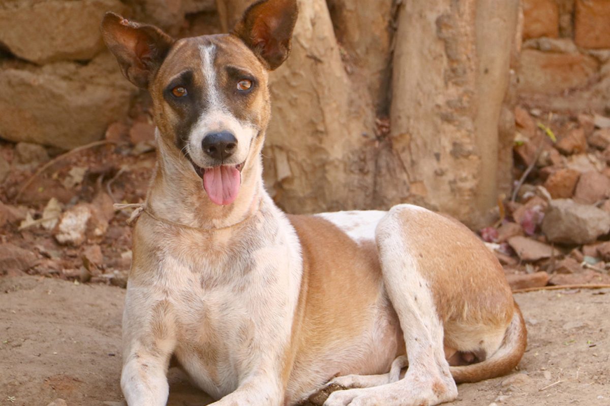 Dog with skin like cracked stone. Amazing transformation. - Animal Aid ...