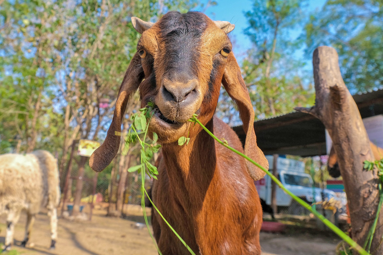 Sponsor an animal - Support a special needs animal - Animal Aid Unlimited