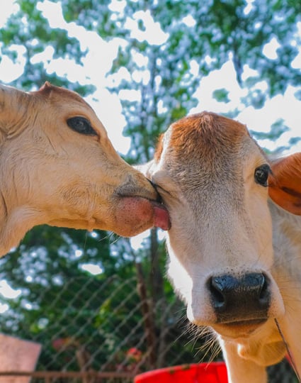 FAQs - How we help injured animals in Udaipur. - Animal Aid Unlimited