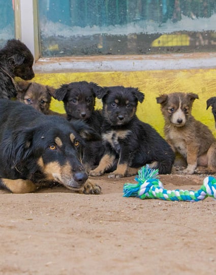 Animal Birth Control - Helping ill and injured animals in Udaipur ...