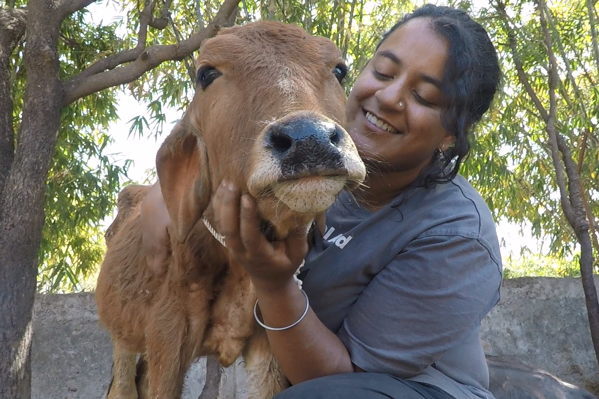 Rescue of abandoned male calf starved for food, and for his mother's ...