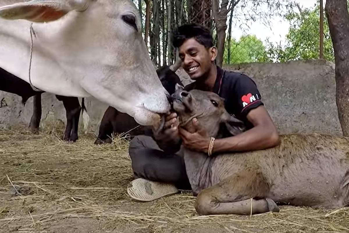 Mother cow lavishes love on her wounded baby. - Animal Aid Unlimited