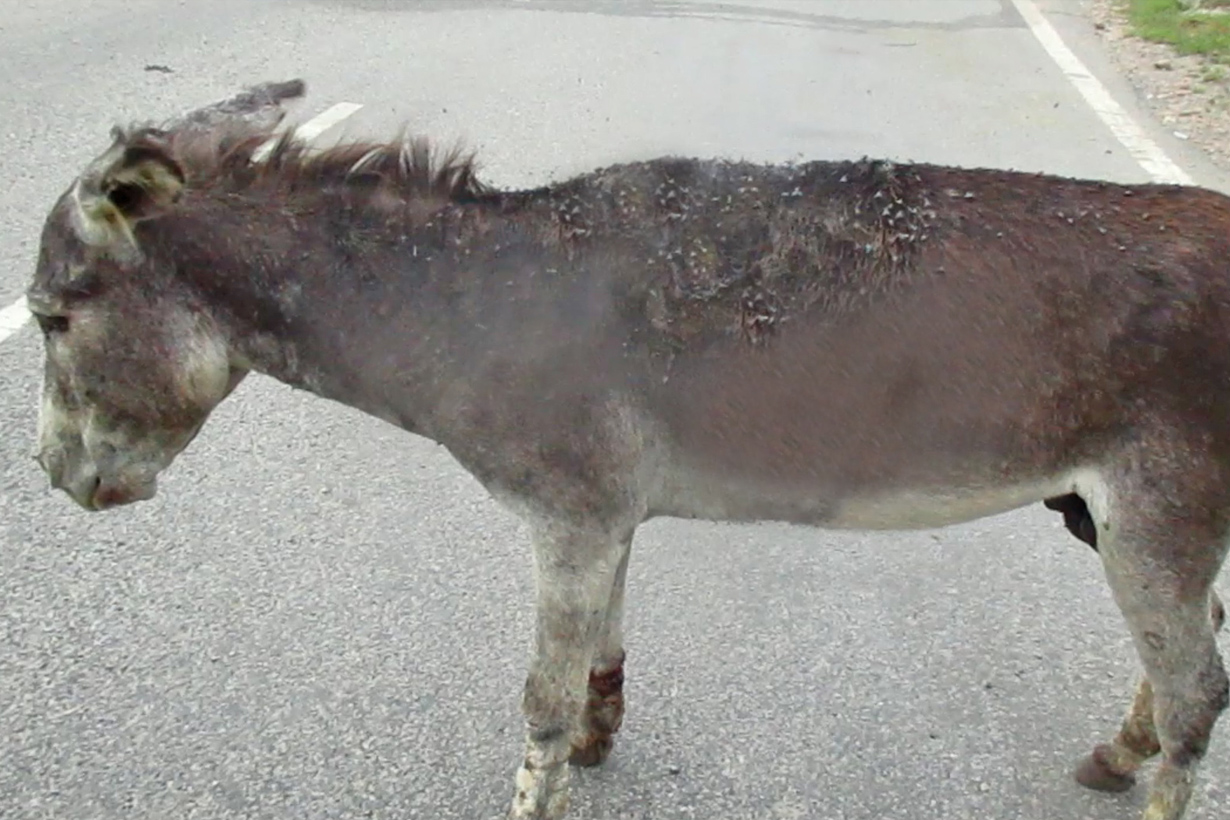 Abused donkey burned by hot water left to die rescued. - Animal Aid ...