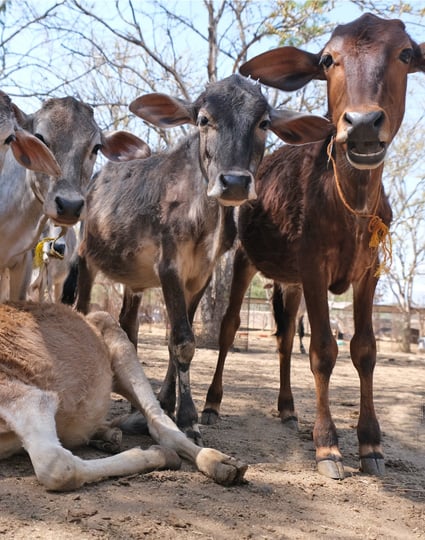 History of AAU - Helping ill and injured animals - Animal Aid Unlimited