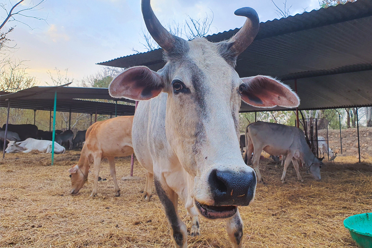 Sponsor an animal - Support a special needs animal - Animal Aid Unlimited