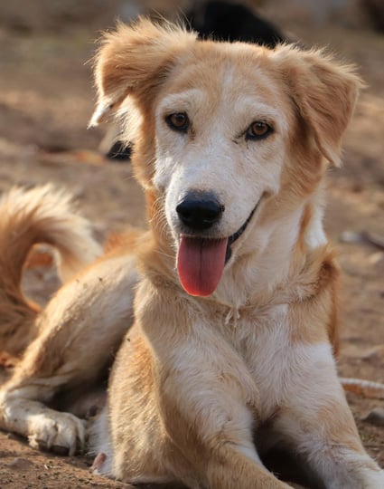 Memorialize a pet - Support our animal sanctuary in Udaipur - Animal ...
