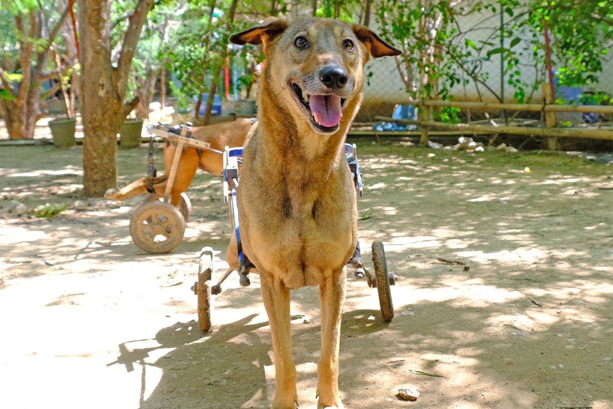 Sponsor an animal - Support a special needs animal - Animal Aid Unlimited