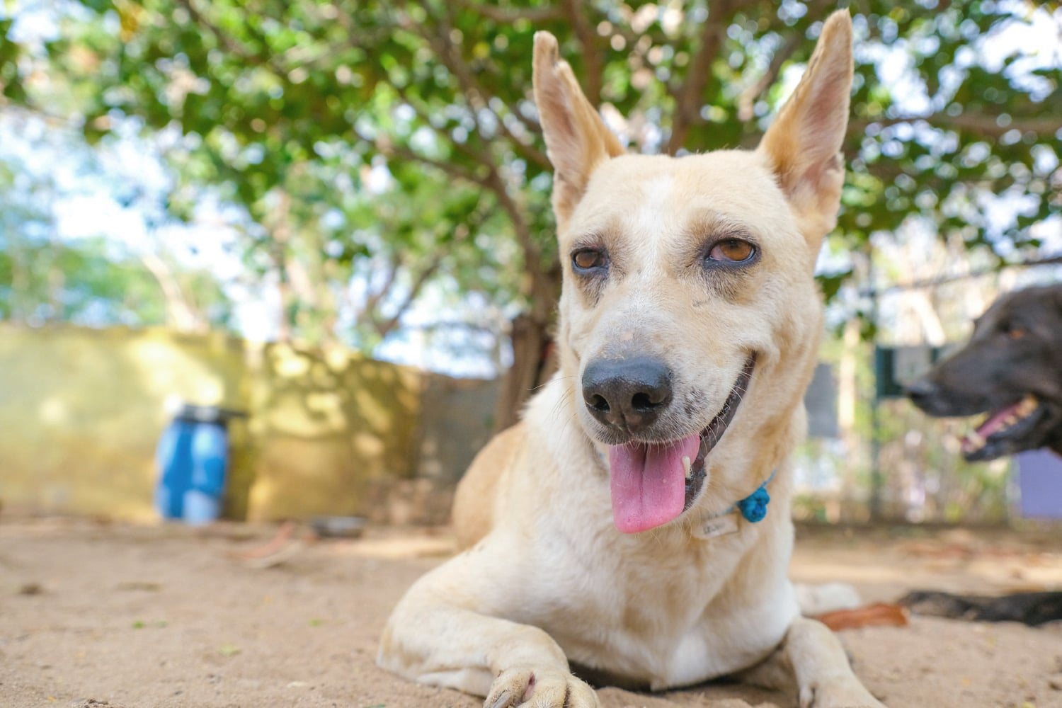 Leoni - Animal Aid Unlimited