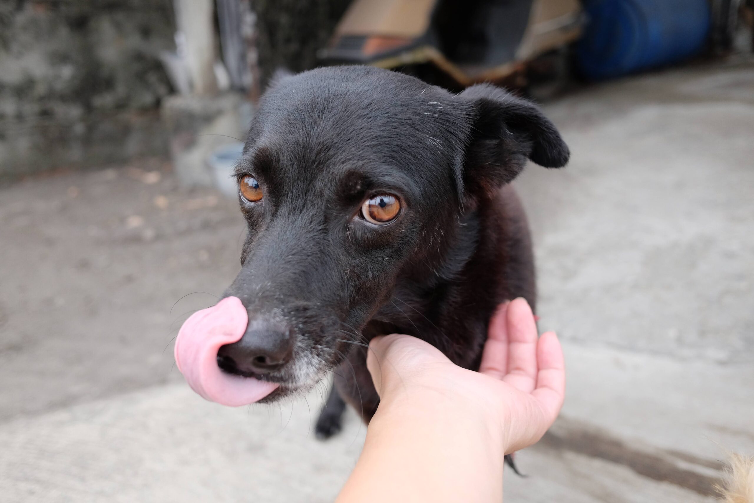 Kuma - Animal Aid Unlimited