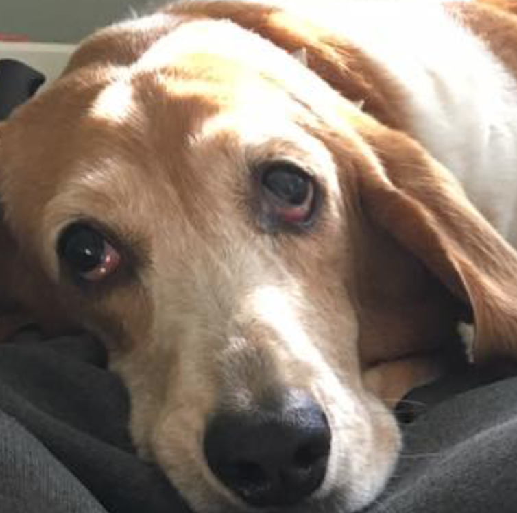 Beckham Priscilla - Animal Aid Unlimited
