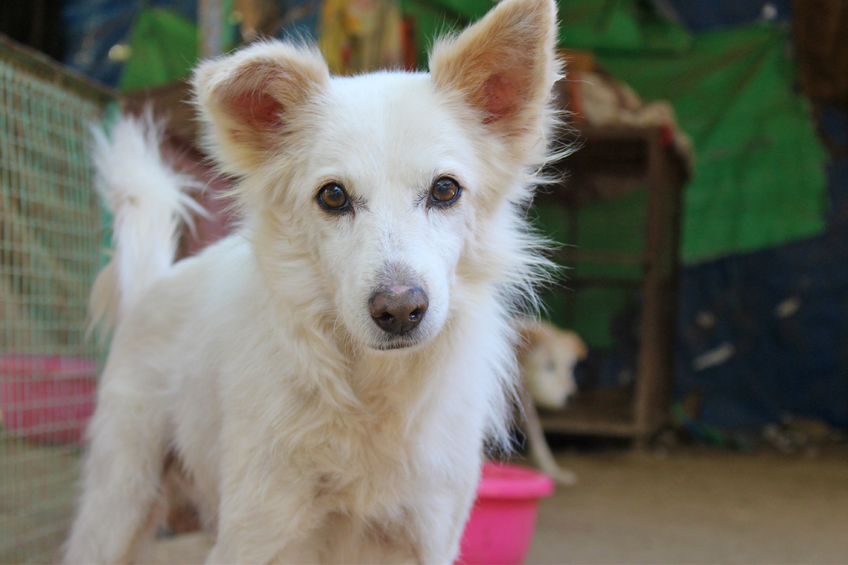 Coco - Animal Aid Unlimited