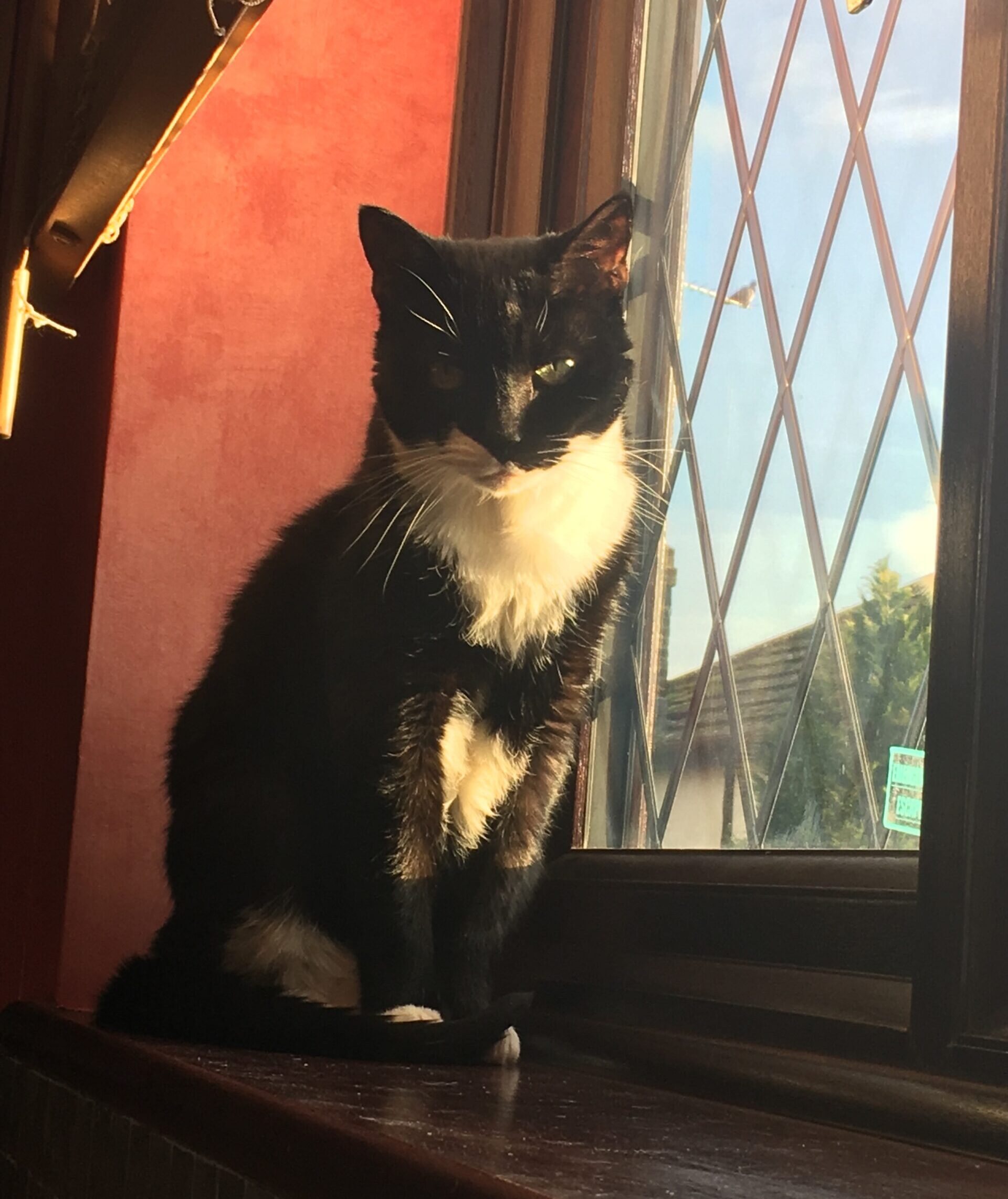 Pepsi - Animal Aid Unlimited