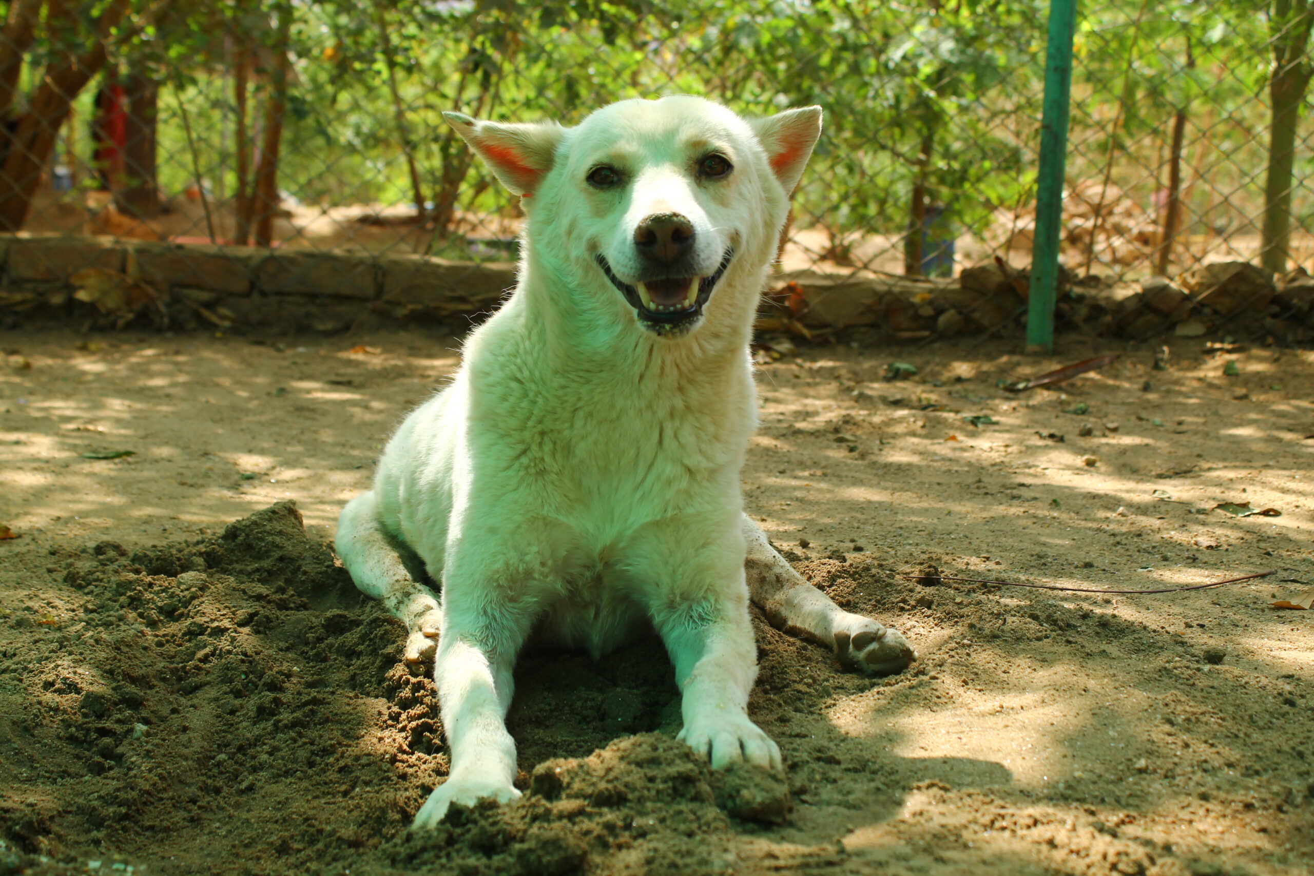 Cheeku - Animal Aid Unlimited