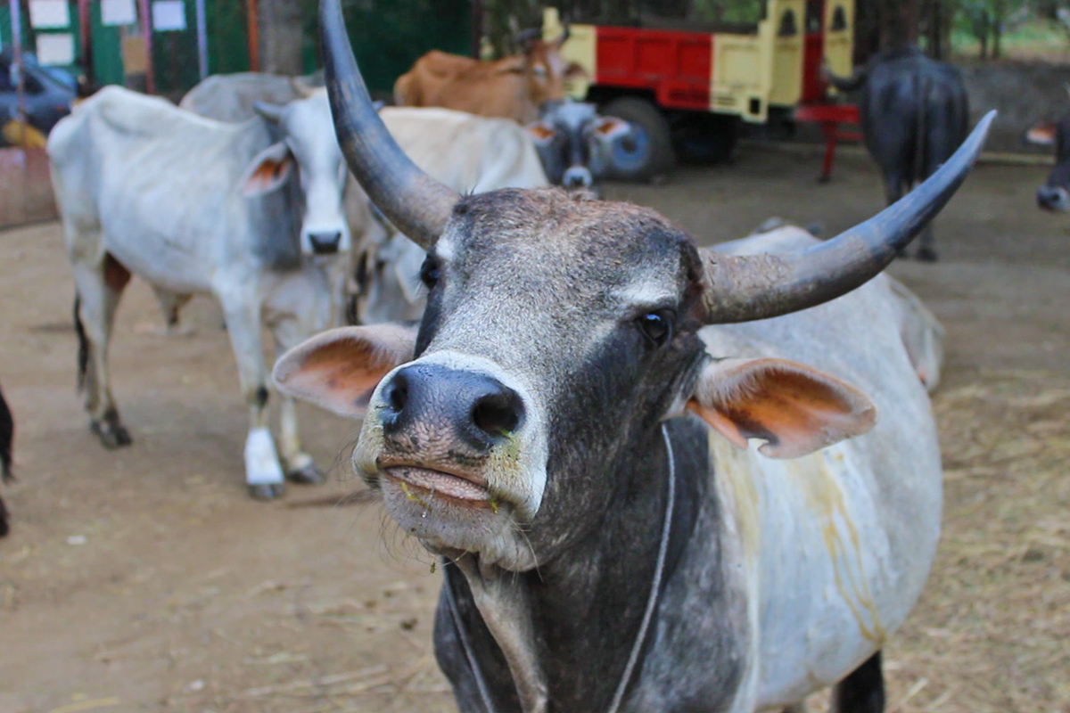 Sweetest bull horrifically wounded by car, rescued. - Animal Aid Unlimited