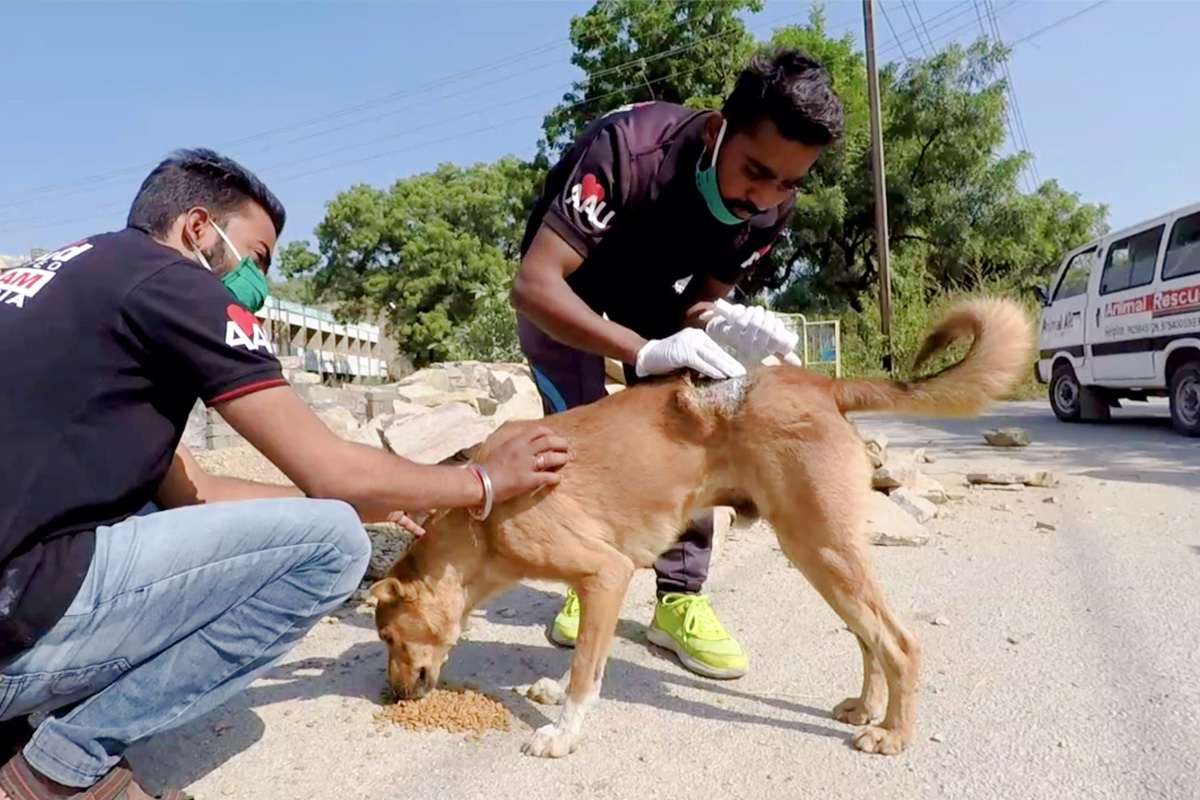 Join our street treatment team for the day! - Animal Aid Unlimited