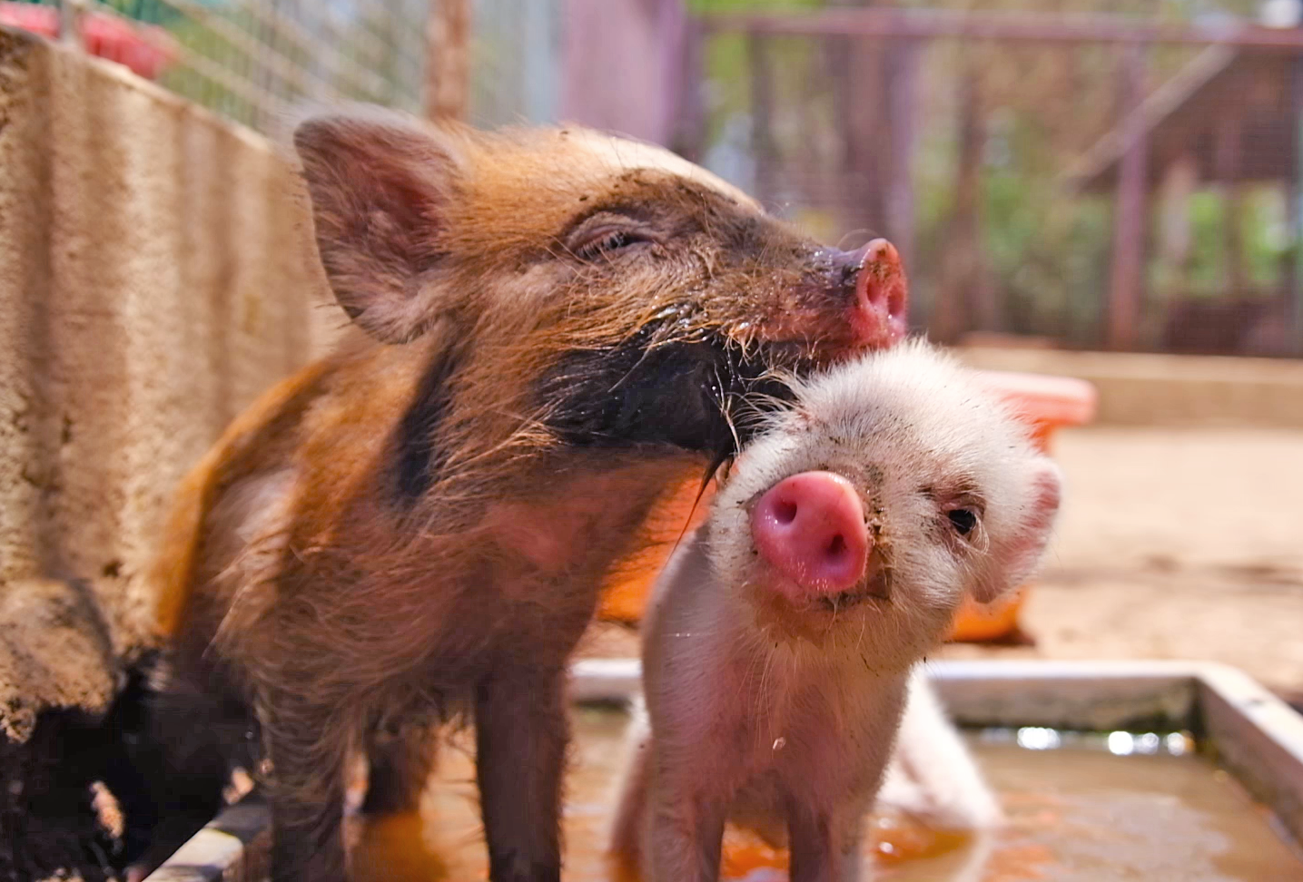 Wounded and rescued, wild piglets get the greatest gift of all ...