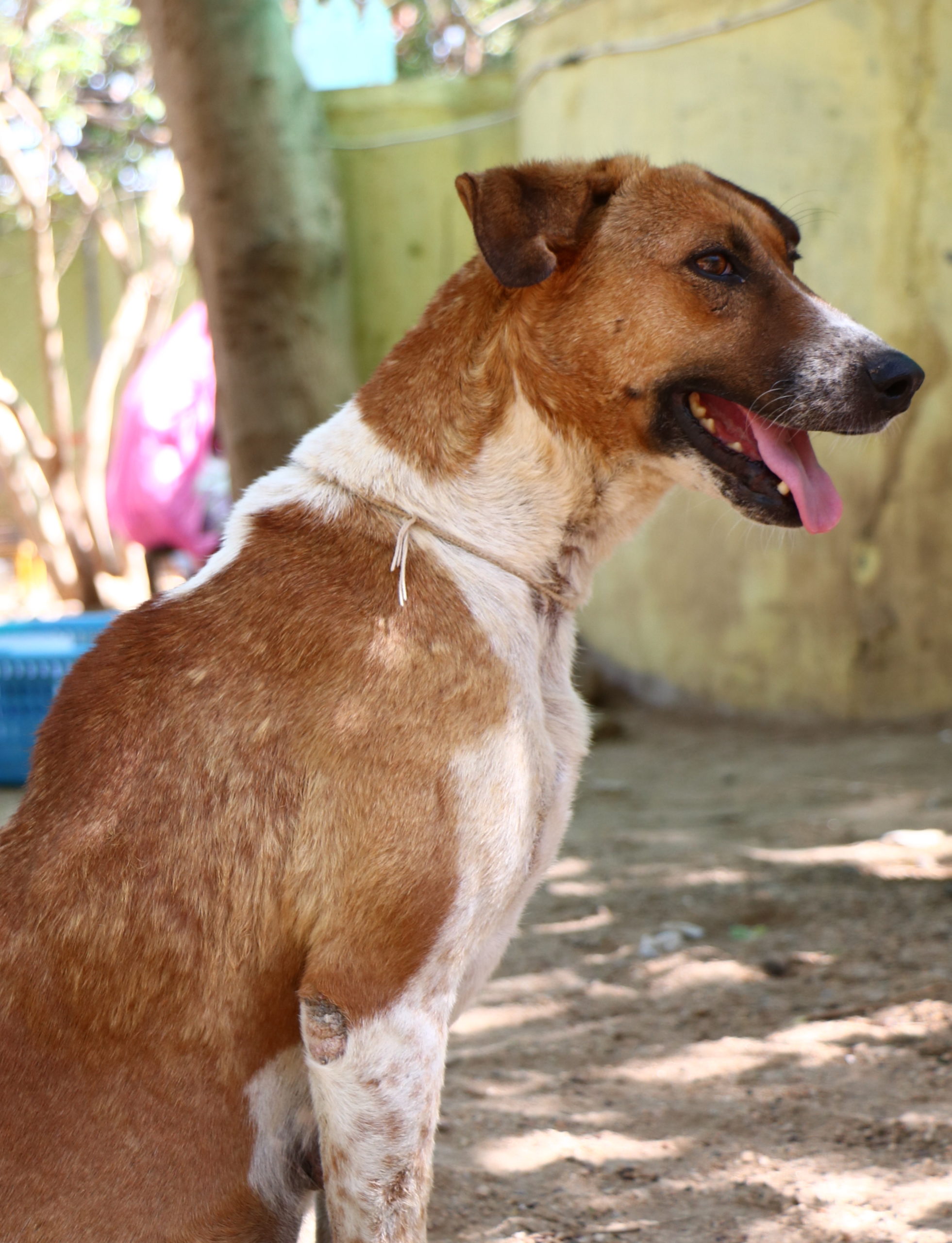 Janet - Animal Aid Unlimited