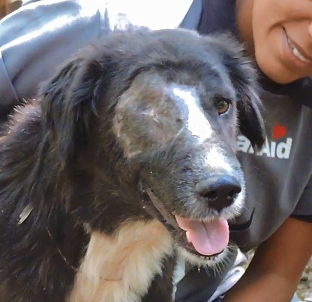 Kalu - Animal Aid Unlimited