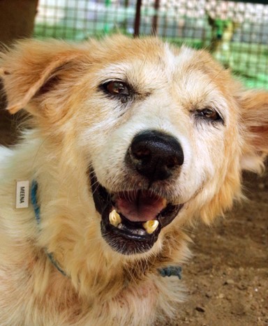 Meena - Animal Aid Unlimited