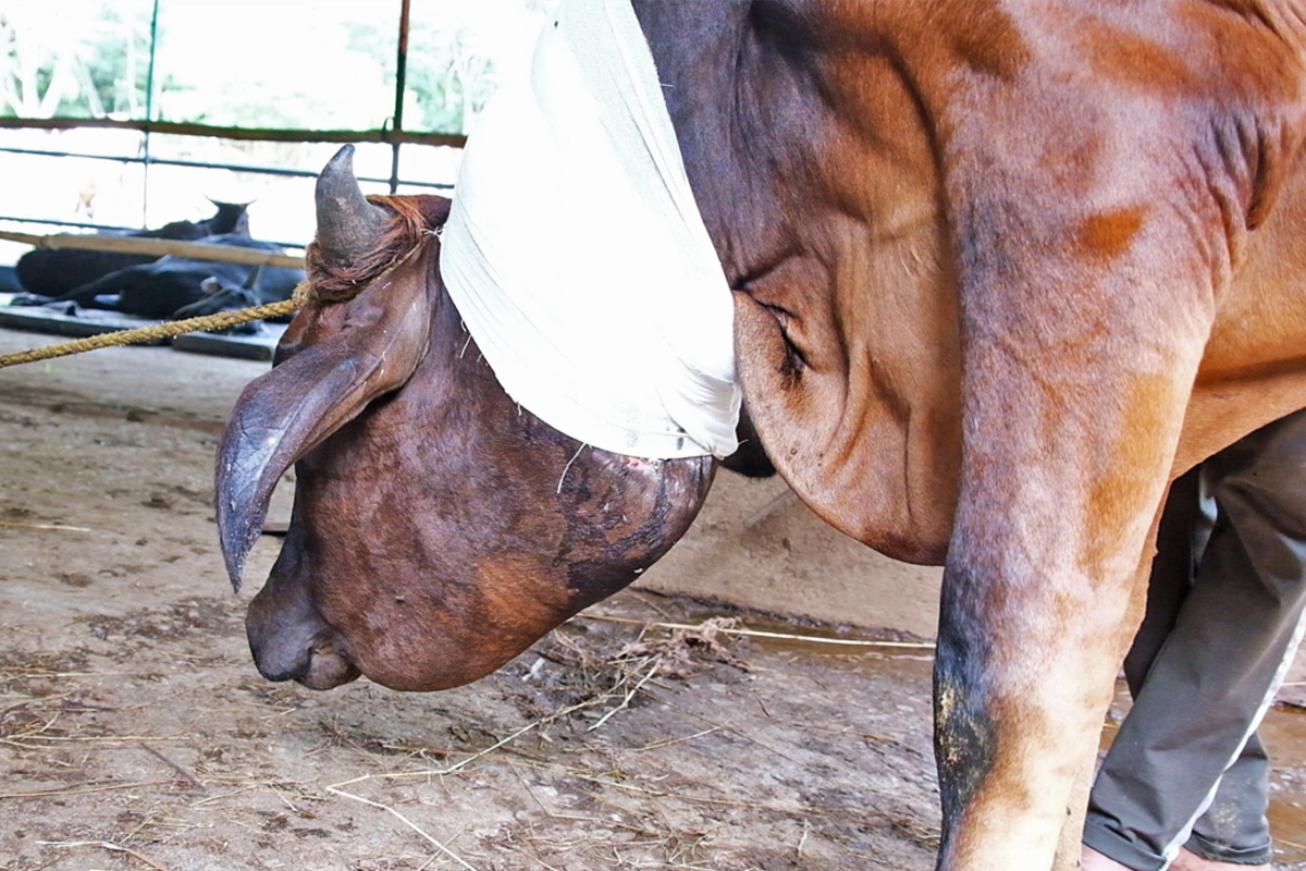 Rope embedded deep in neck but bull shows only sweetness. - Animal Aid ...