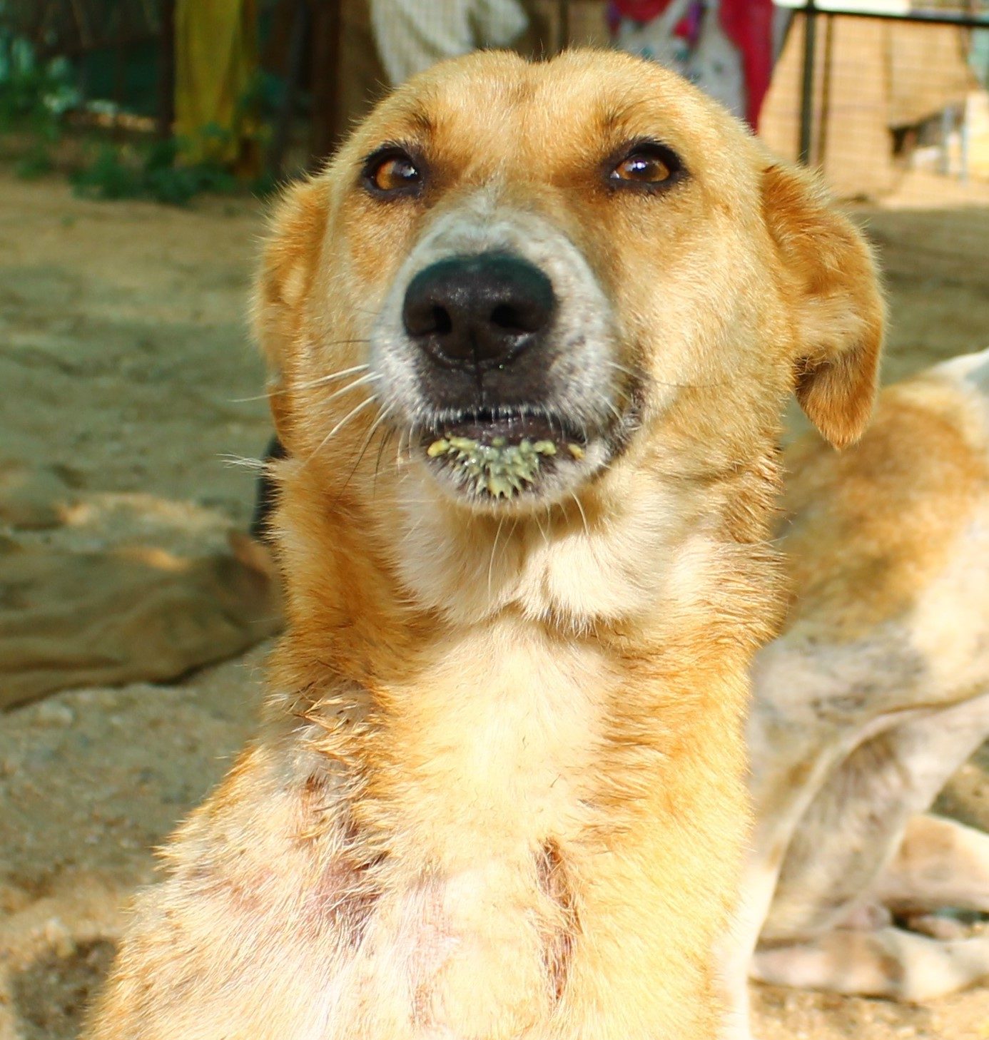 Pooja - Animal Aid Unlimited