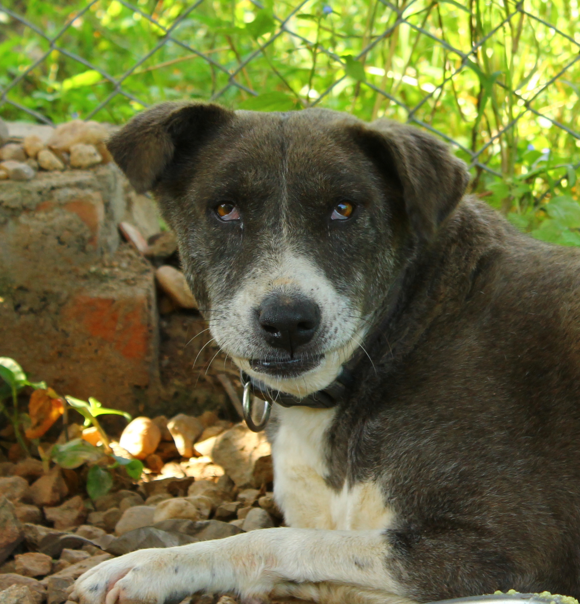 Rambo - Animal Aid Unlimited