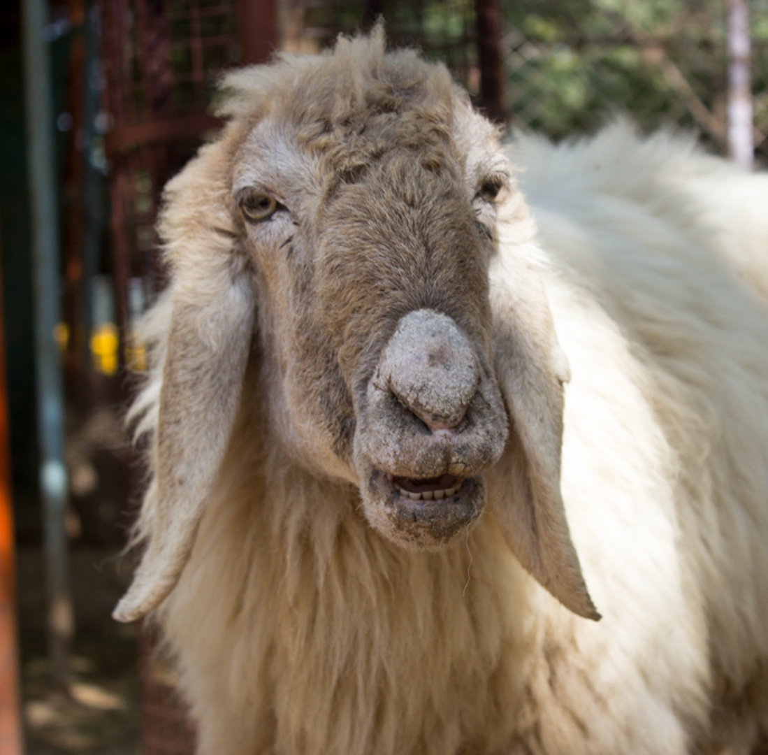 Sheila - Animal Aid Unlimited