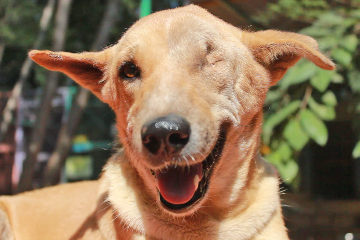 Sweet dog with a ruptured eye is saved by surgery and love. - Animal ...
