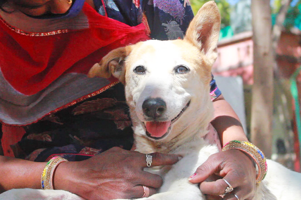 Wounded so badly, emergency surgery was this street dog's only chance ...