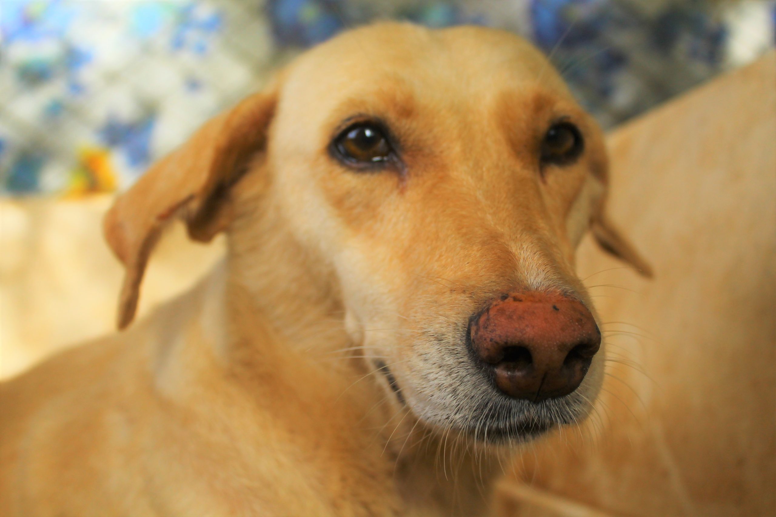 Sheila - Animal Aid Unlimited