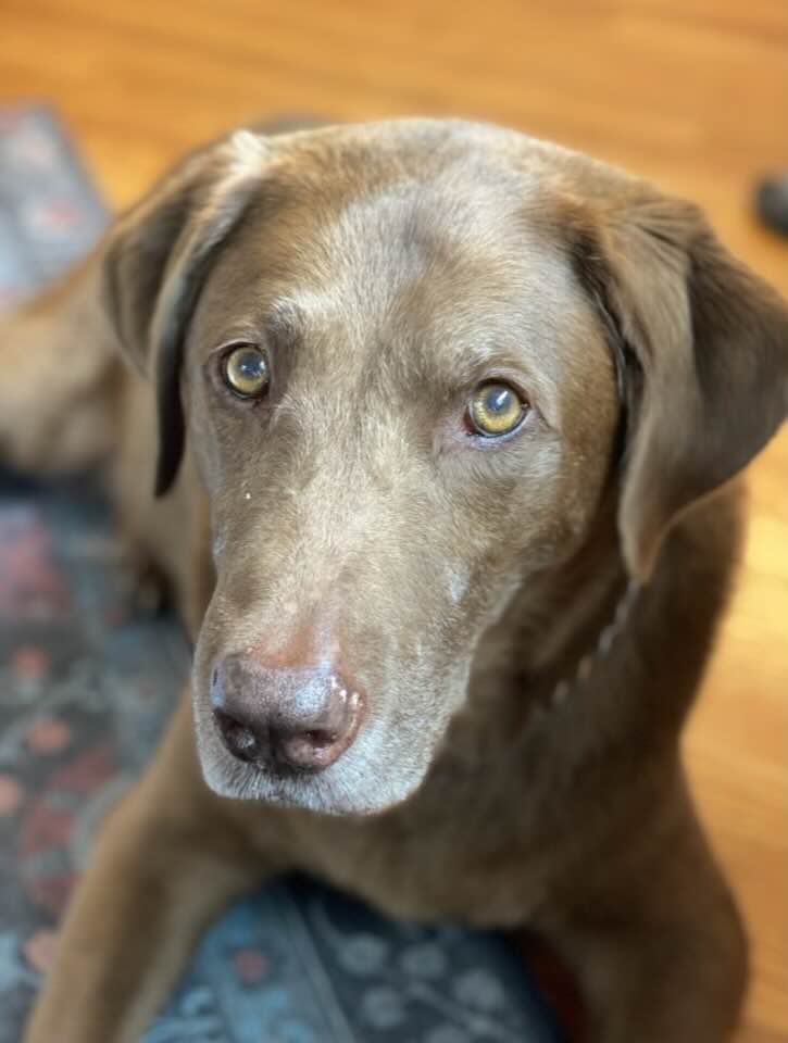 Moki - Animal Aid Unlimited