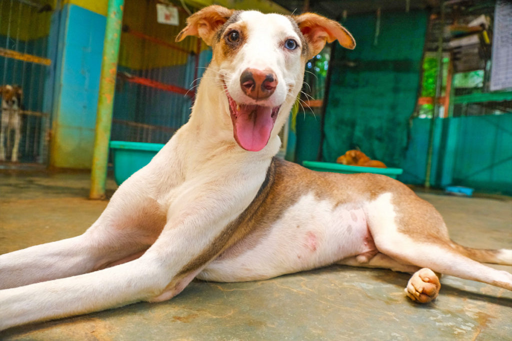 Adopt - Adopt a resuced animal in India - Animal Aid Unlimited