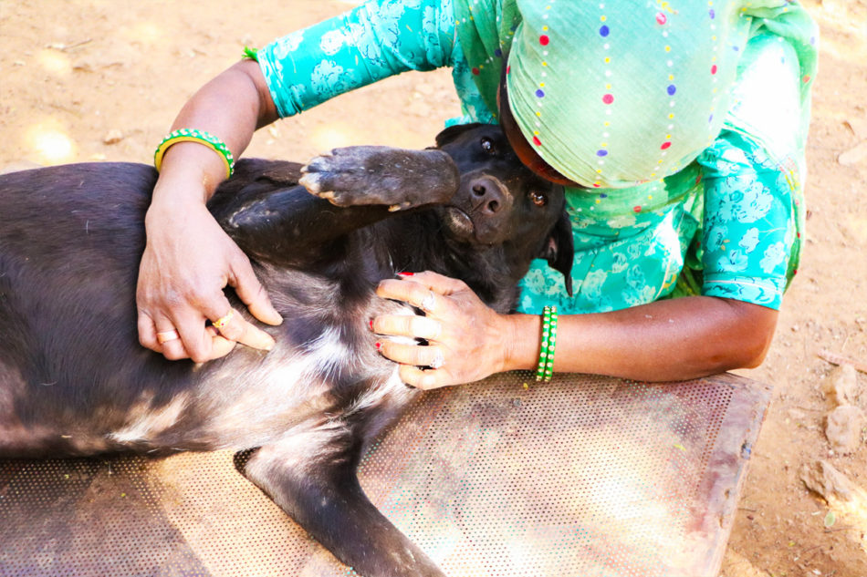 Adopt - Adopt a resuced animal in India - Animal Aid Unlimited