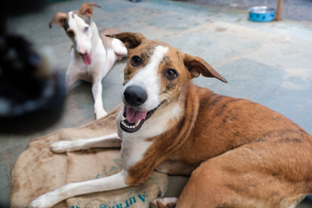 Adopt - Adopt a resuced animal in India - Animal Aid Unlimited