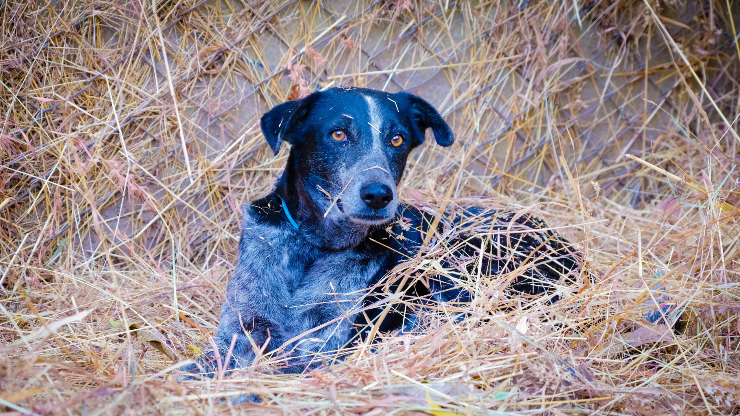 Twinkle - Animal Aid Unlimited