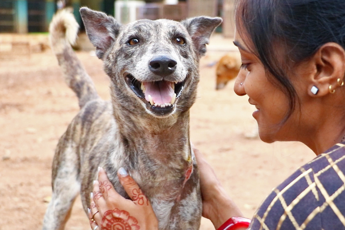 Sparkling dog rescued as she waited for help, her neck torn open ...