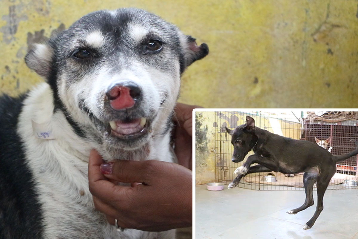 No more pain for mom and pup suffering from life-threatening mange ...