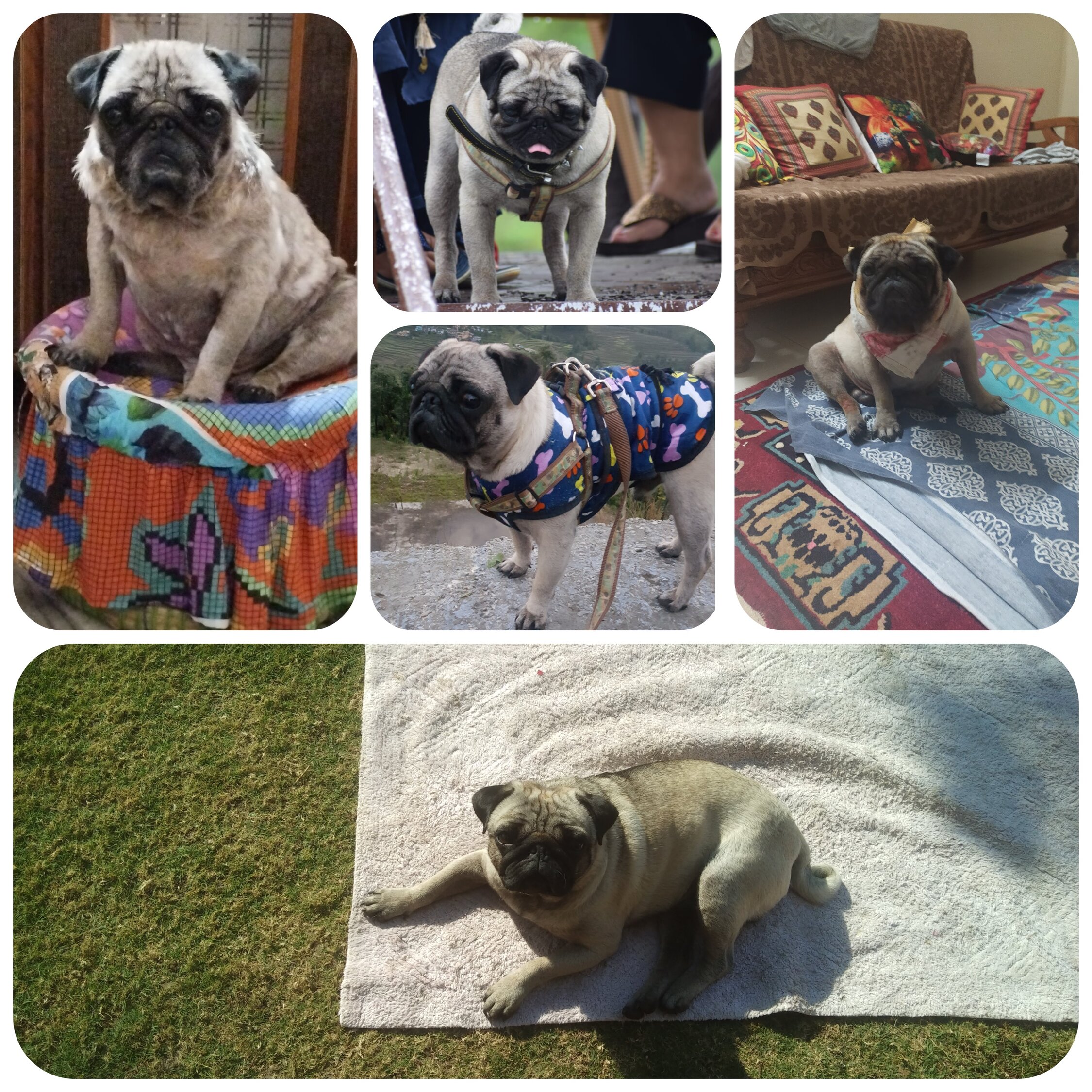 Roxy - Animal Aid Unlimited