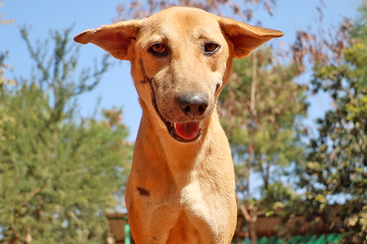 It took 5 months to heal his wounded face… - Animal Aid Unlimited