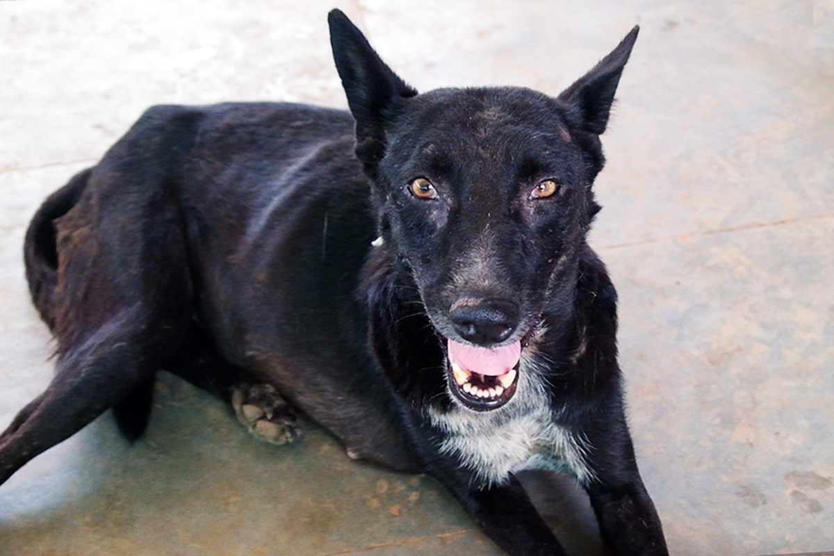Dog saved after concussion left her unconscious on jagged rocks ...