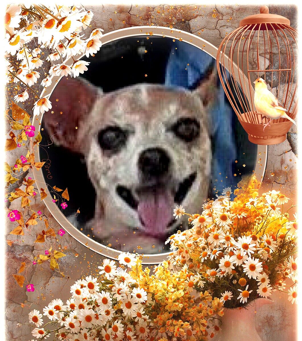 Ying Noi - Animal Aid Unlimited