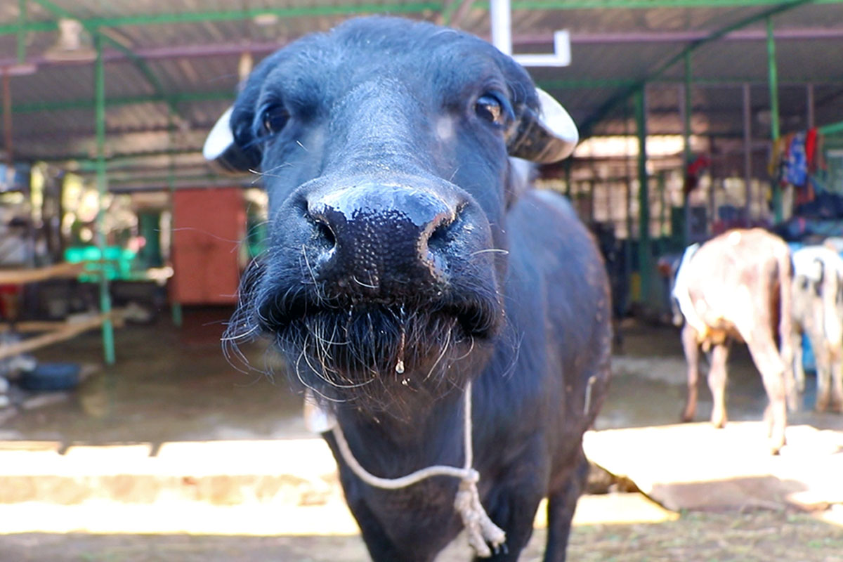 Saving a young buffalo with leg and hip fractures. - Animal Aid Unlimited