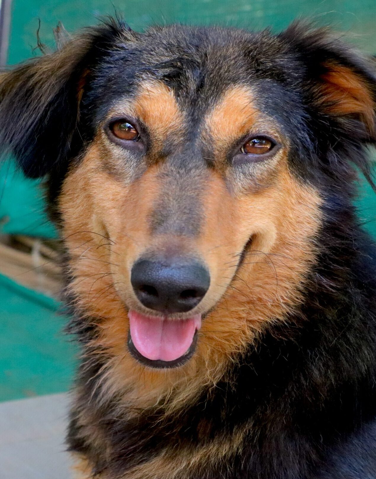 Donate stock - Animal Aid Unlimited